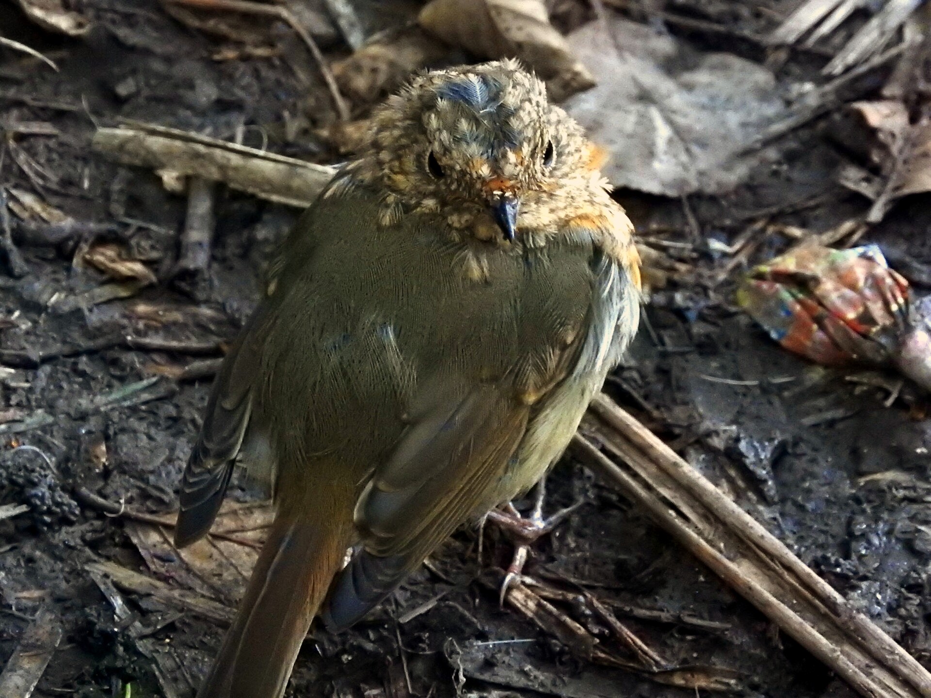 The cheeky chappy - Non-weather related photos - Netweather Community ...