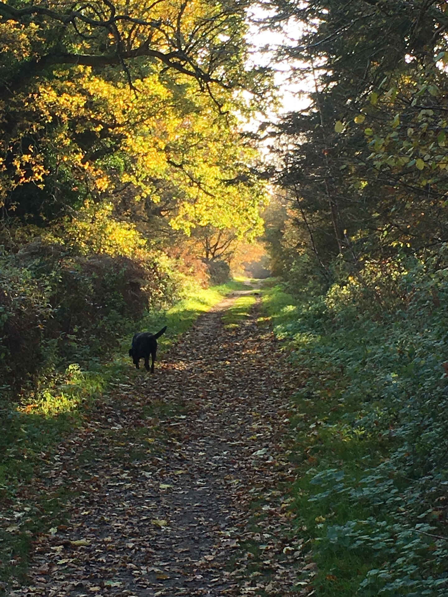 Tunstall Forest, Suffolk 24 Nov 2017 - Autumn - Netweather Community ...