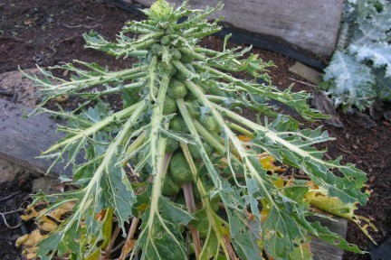 Killing of vermin birds or not |﻿ Space, Science & nature